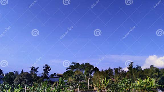 Shady trees with blue sky stock photo. Image of wind - 283603562