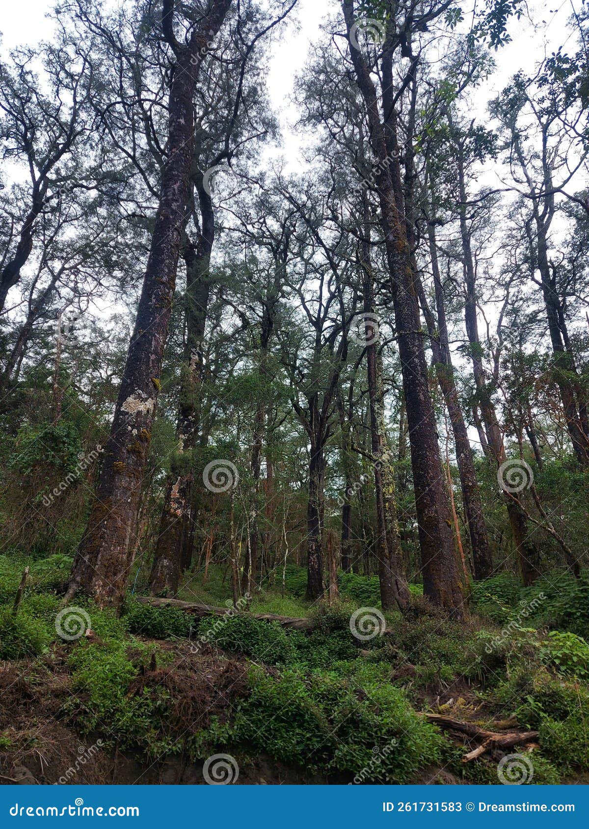 Shady Trees in the Ciremai Mountain Forest Stock Image - Image of shady ...