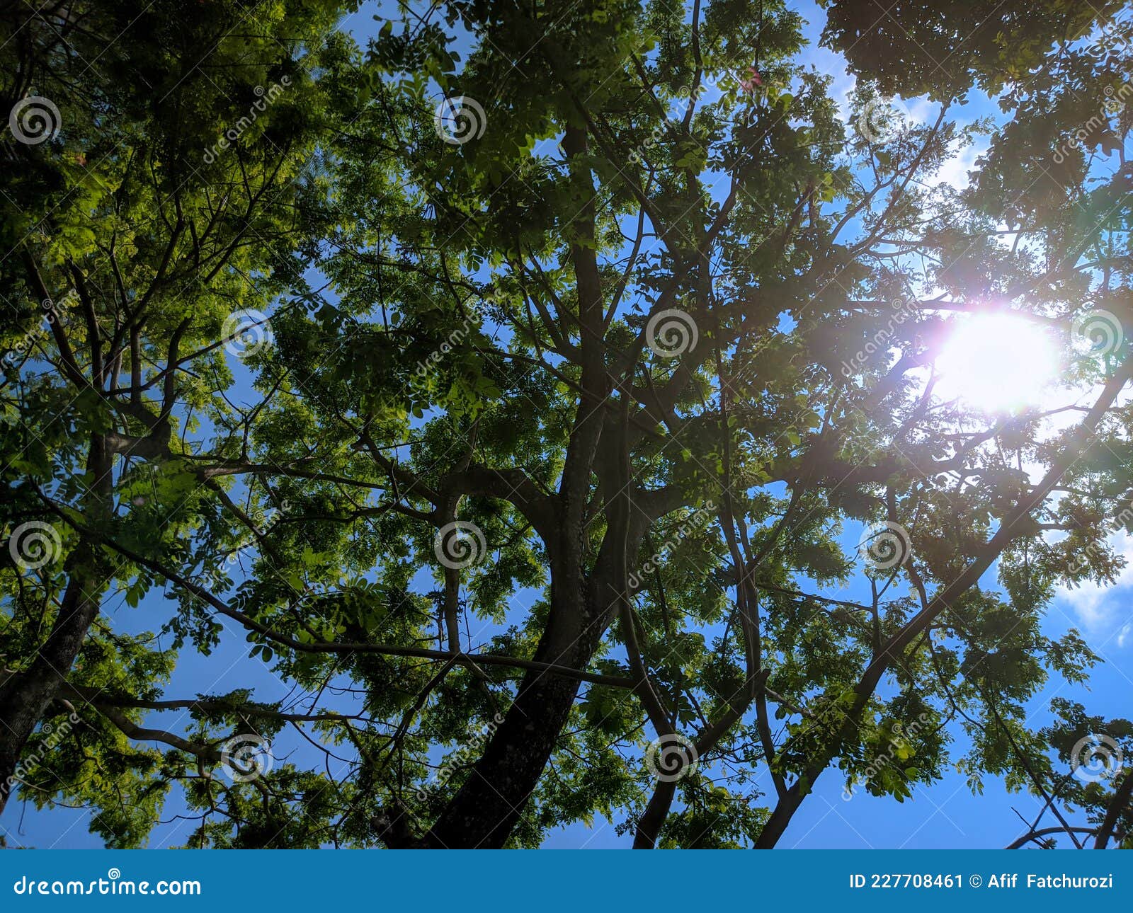 Shady Trees Complete with Bright Sun Stock Image - Image of leaves ...