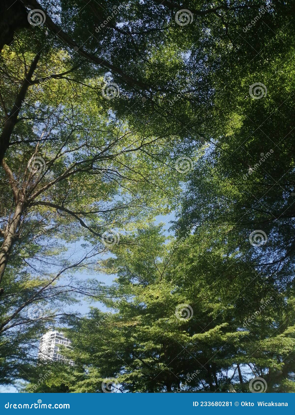 Shady trees stock image. Image of autumn, grass, flower - 233680281