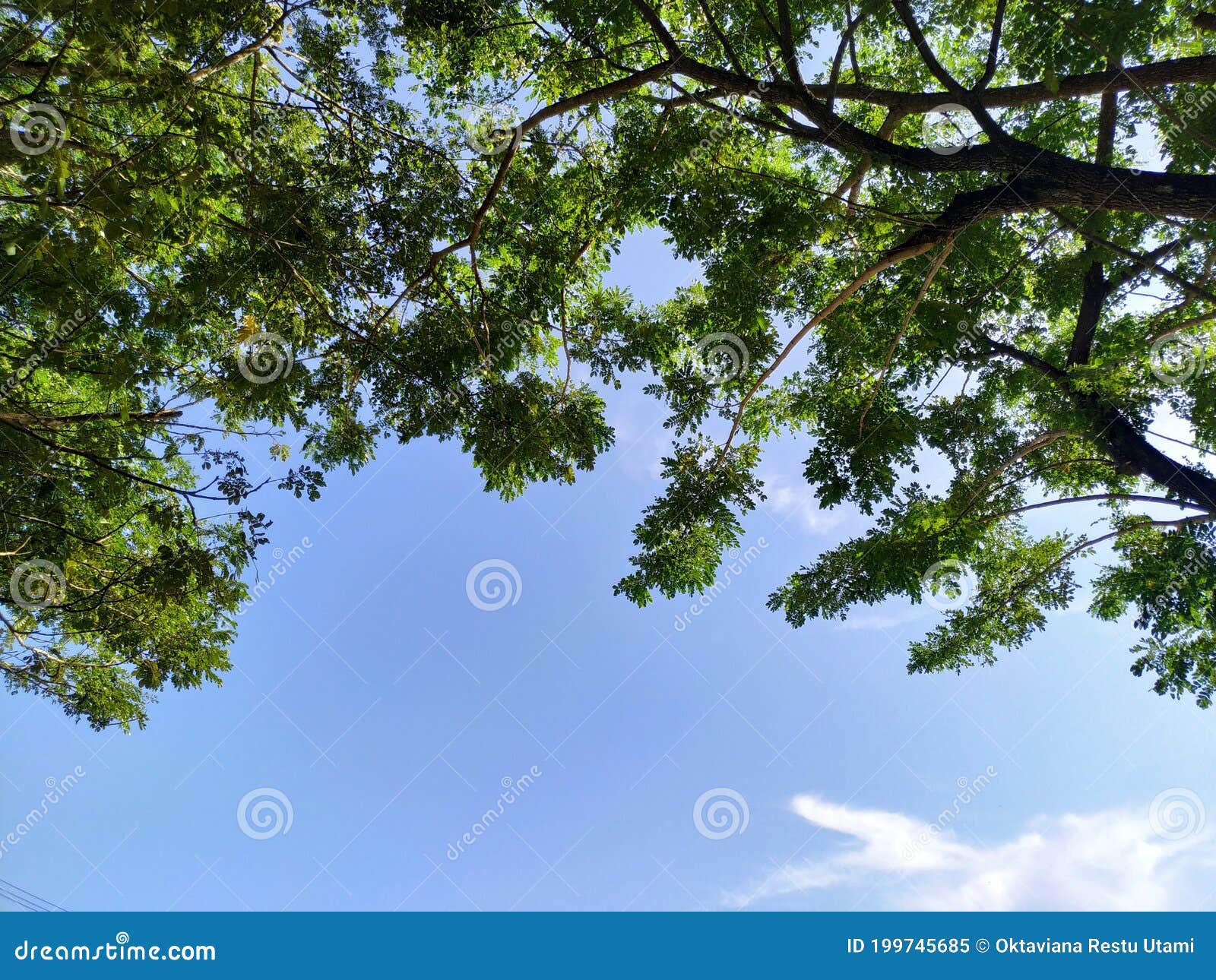 Shady Trees with Dense Leaves are Very Comfortable for Shade Stock ...