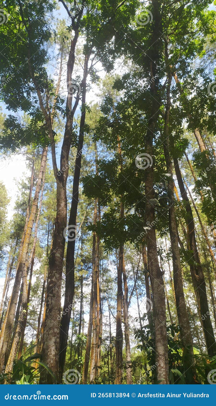 Shady trees in the forest stock photo. Image of branch - 265813894