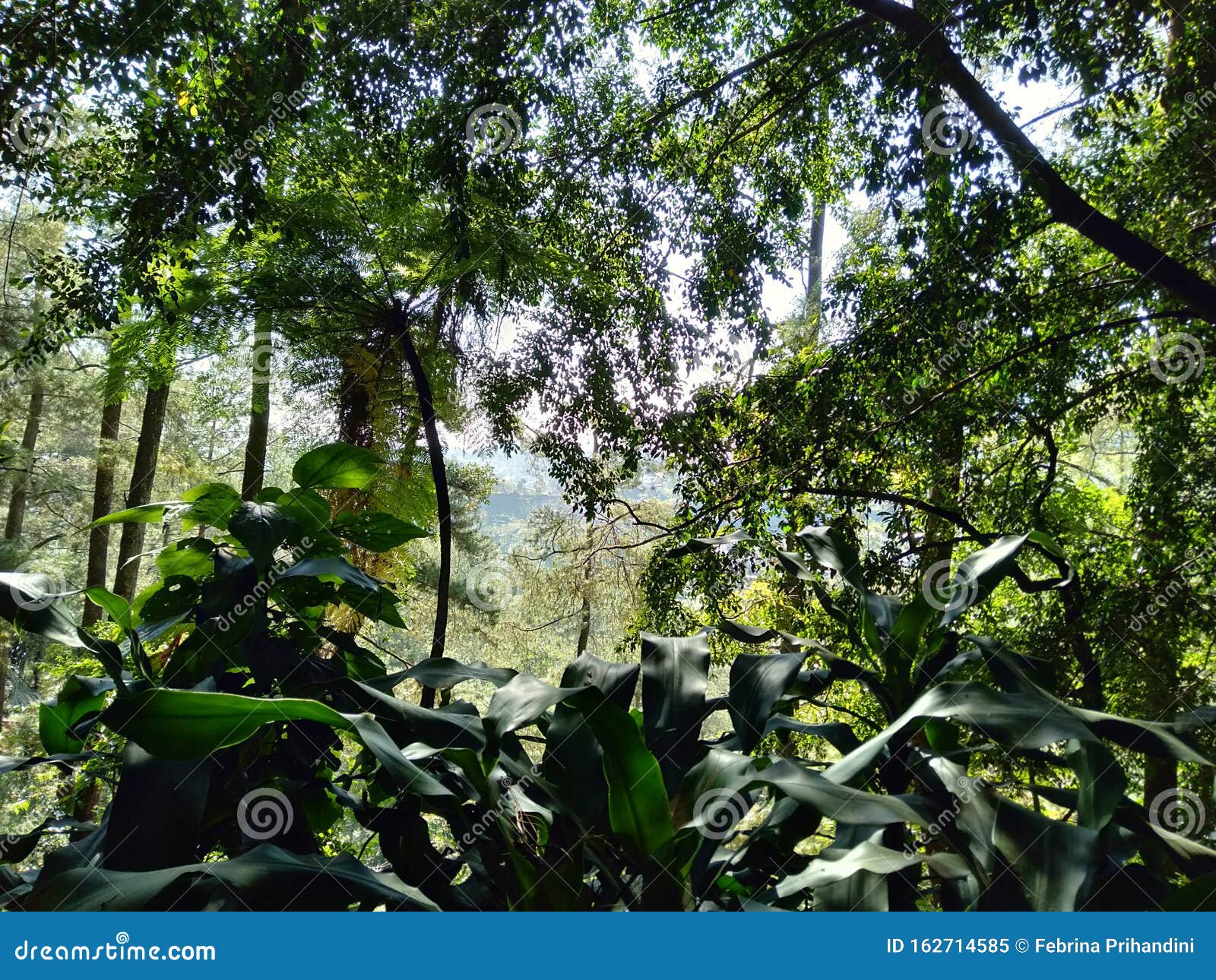 Shady Trees in the Forest Seen from Below Stock Image - Image of green ...