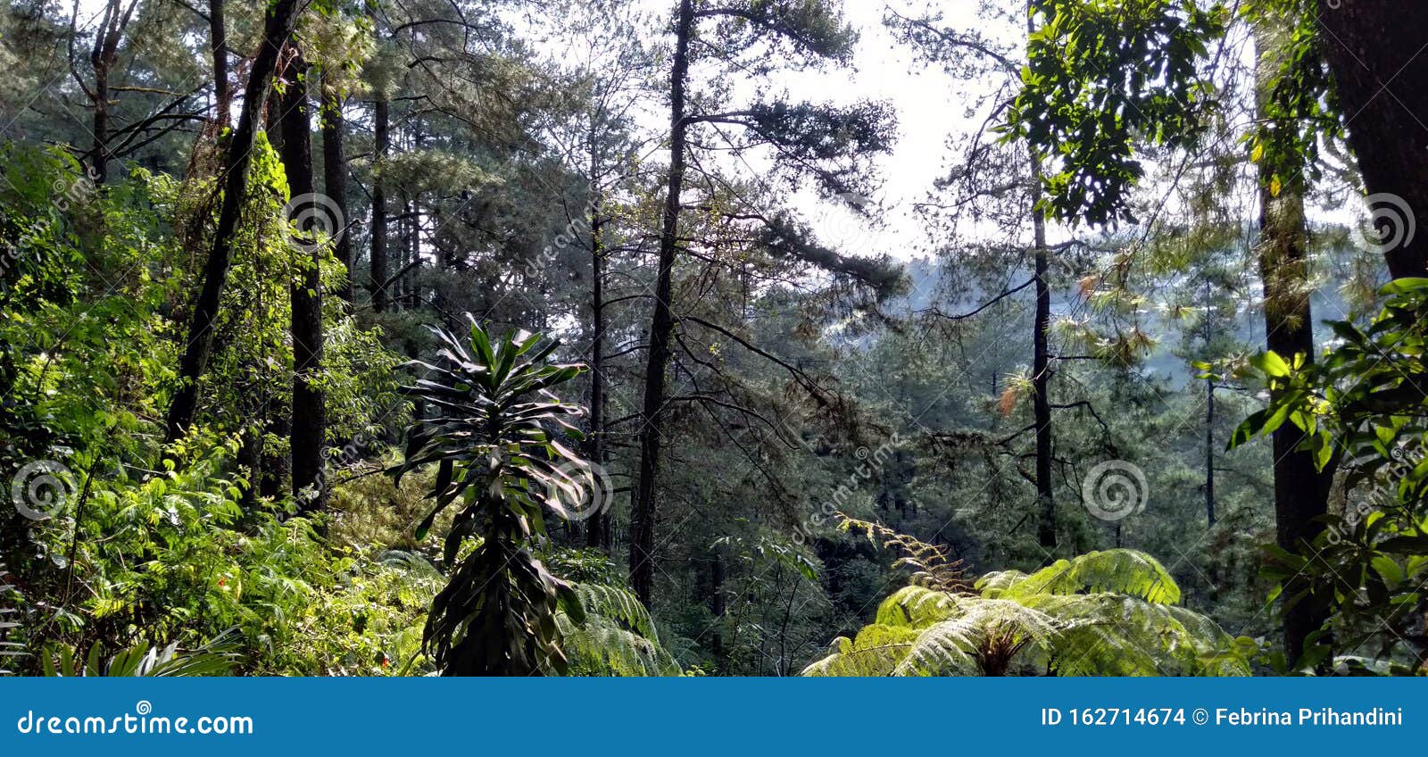 Shady Trees in the Forest Seen from Below Stock Photo - Image of light ...