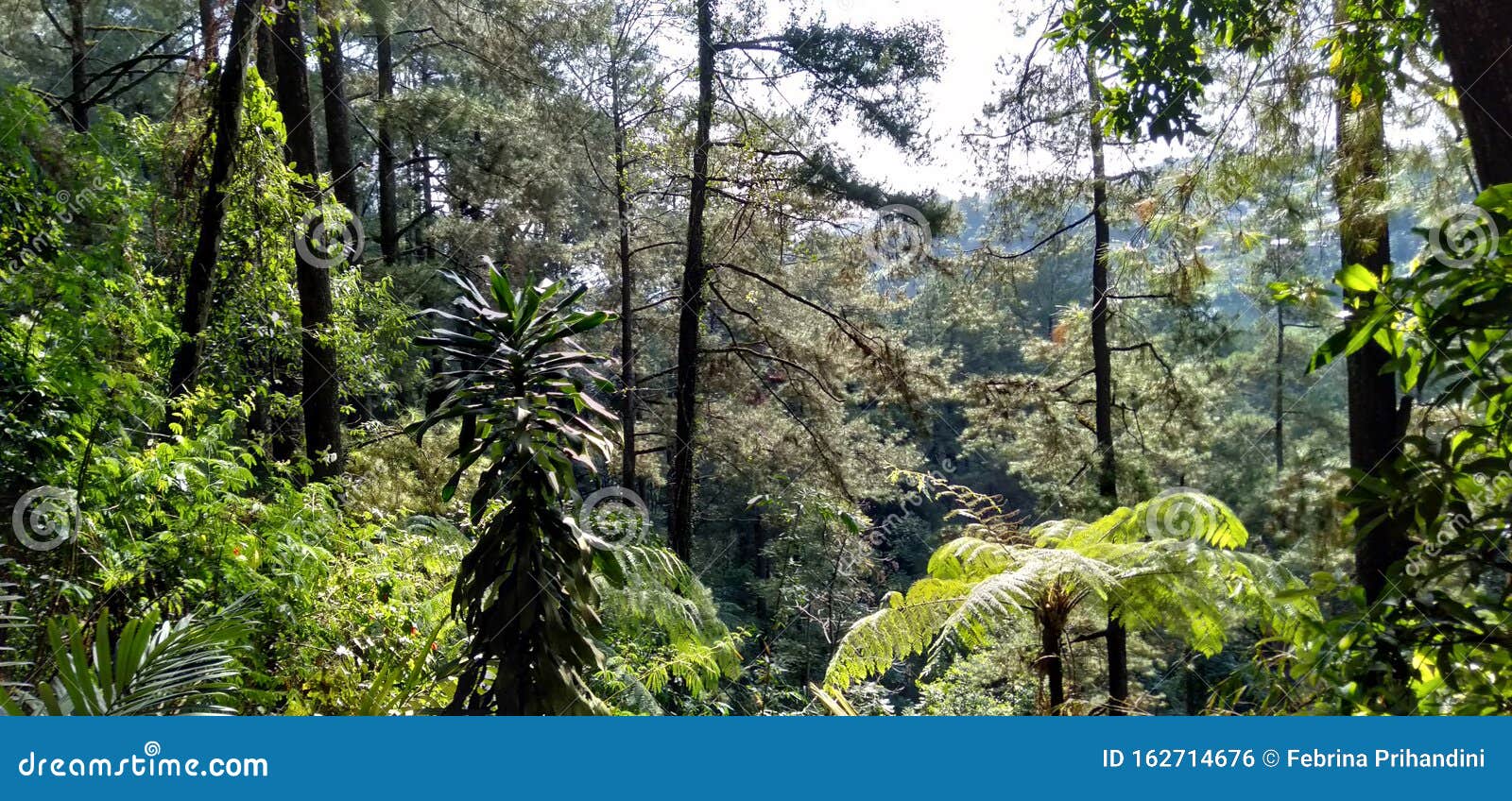 Shady Trees in the Forest Seen from Below Stock Photo - Image of season ...