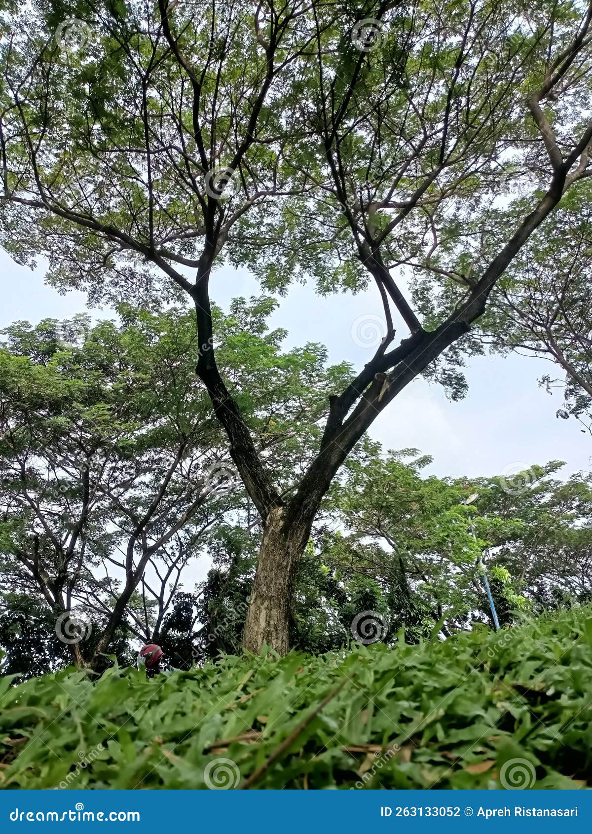 Shady Trees in the Garden with Grass Stock Photo - Image of nature ...