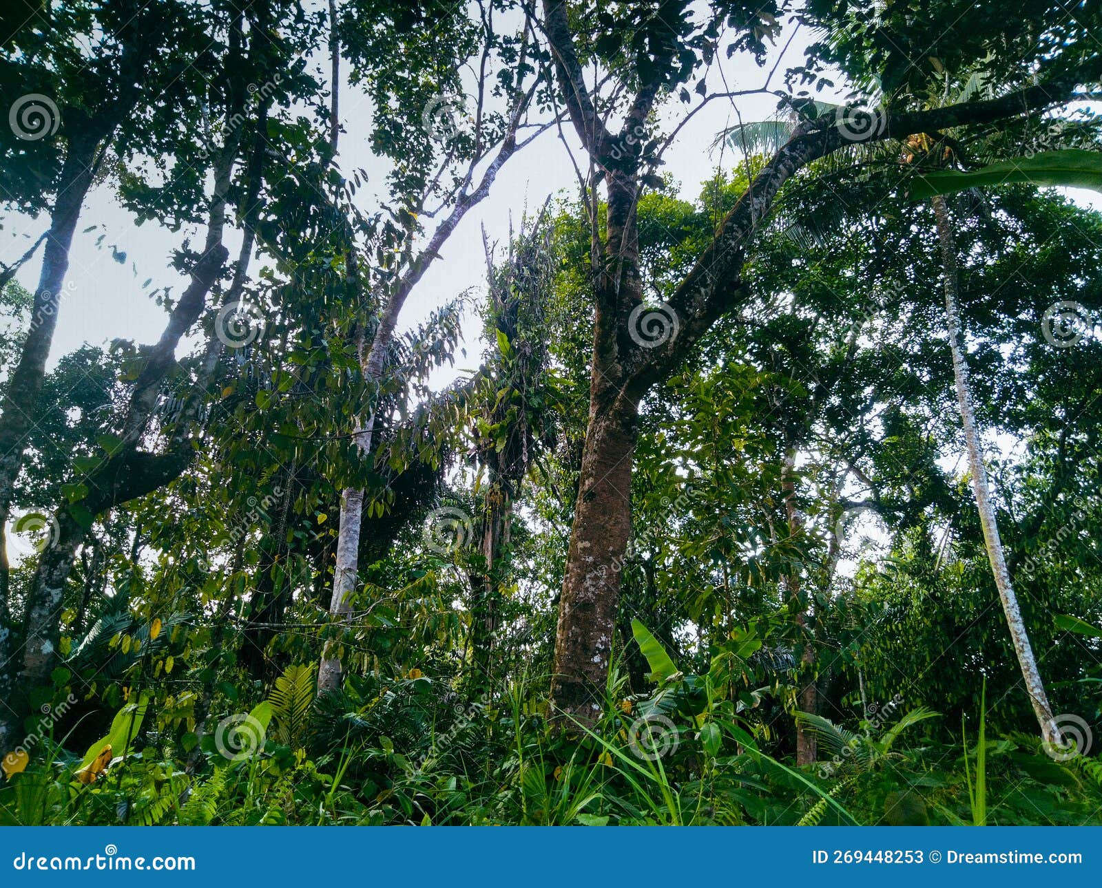 Shady Trees that Grow on the Edge of the Borneo Forest Stock Image ...