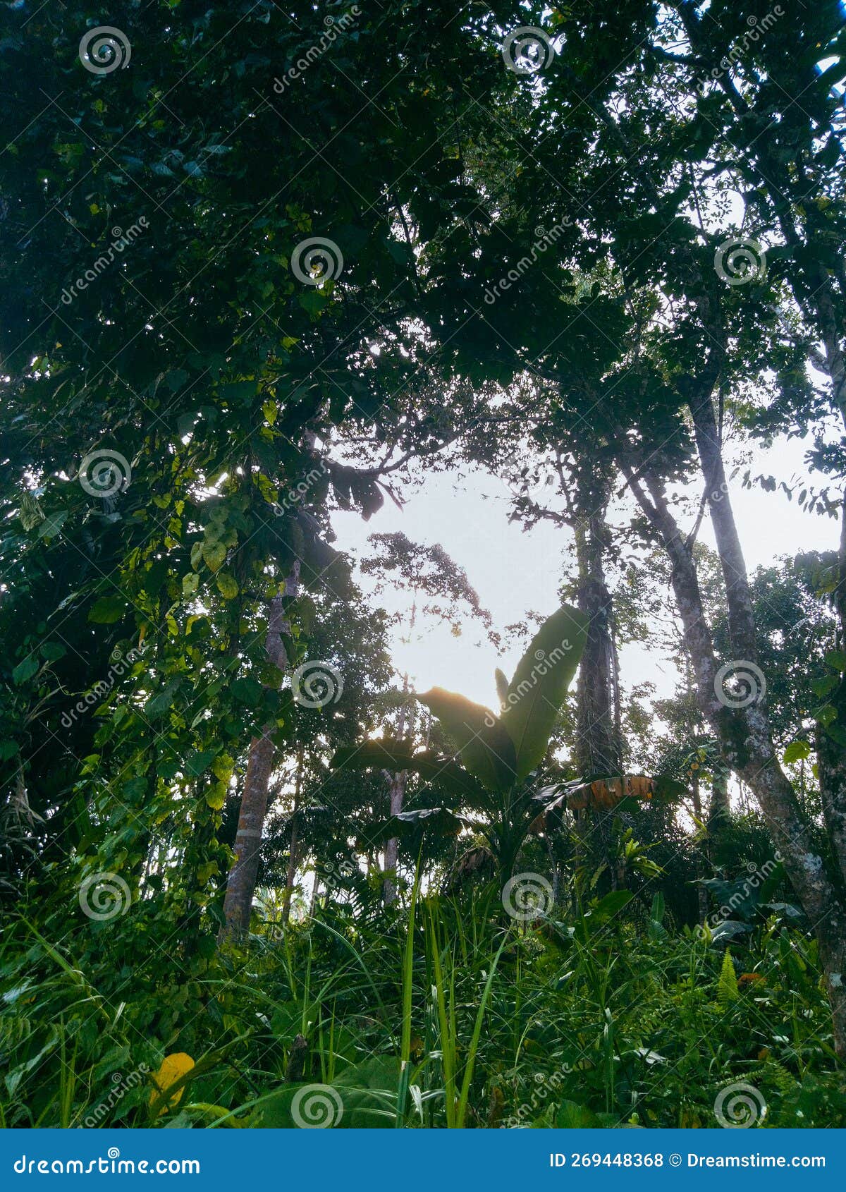 Shady Trees that Grow on the Edge of the Borneo Forest Stock Photo ...