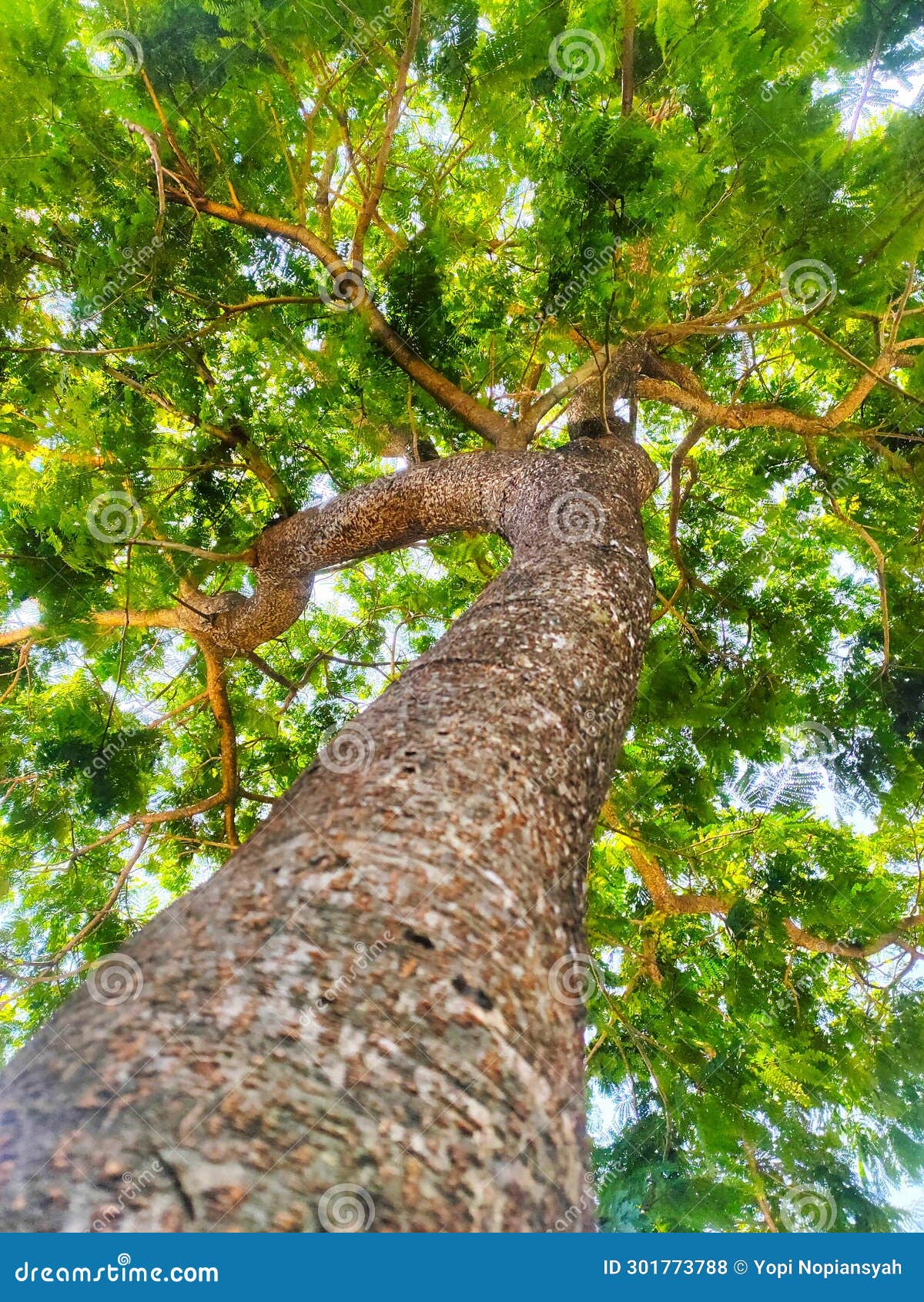 Shady Trees Make the Environment Cool Stock Photo - Image of modern ...