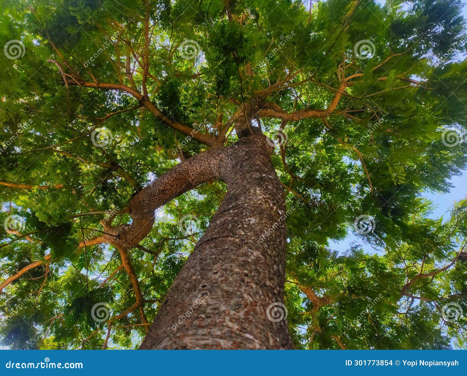 Shady Trees Make the Environment Cool Stock Photo - Image of gold, xmas ...