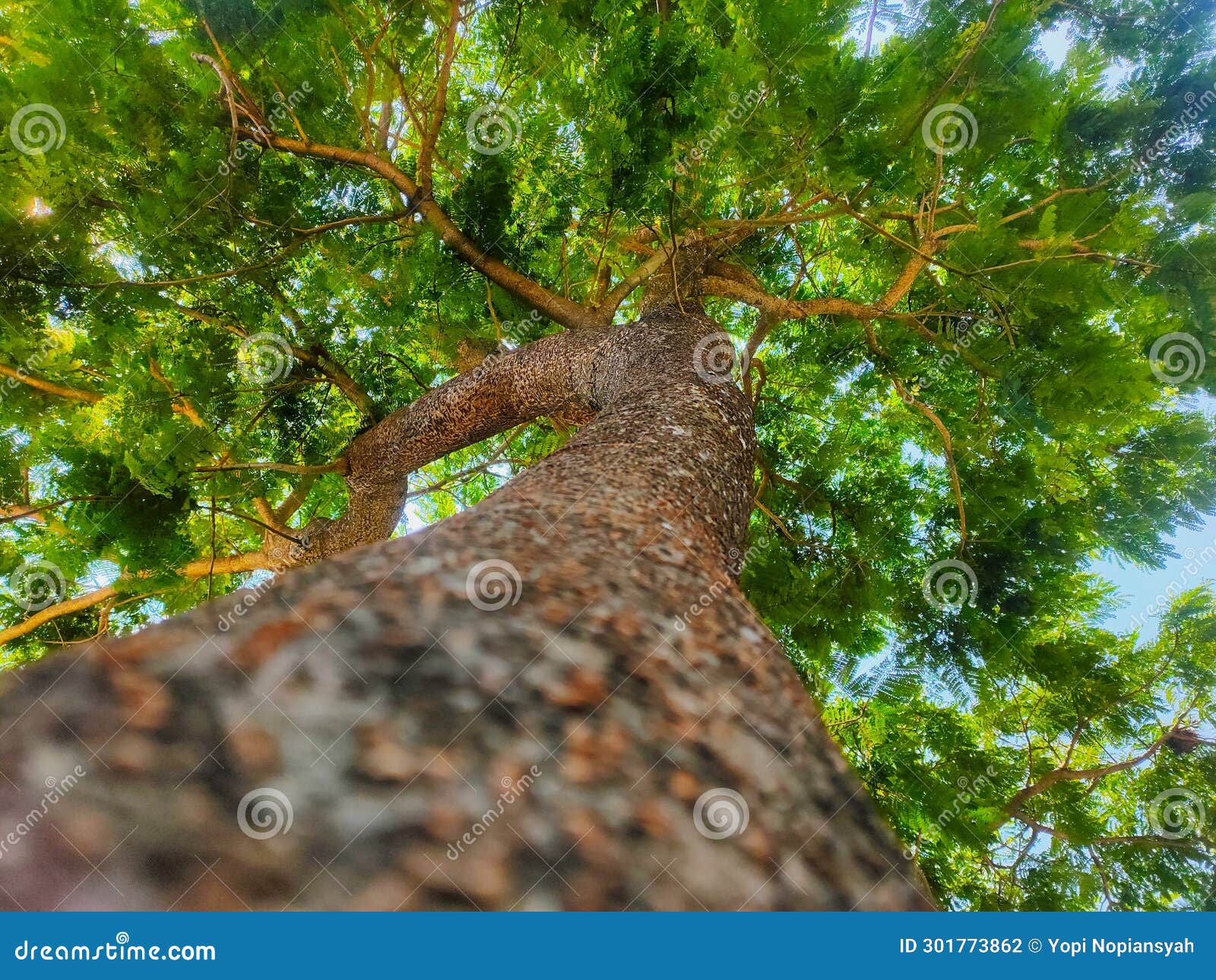Shady Trees Make the Environment Cool Stock Photo - Image of decoration ...