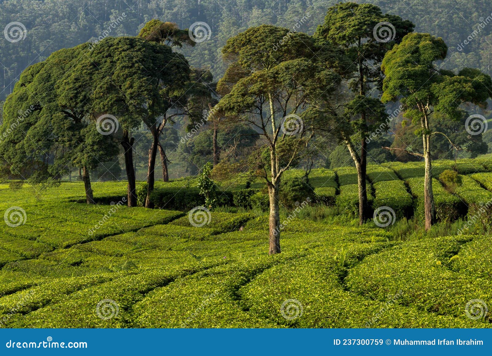 Shady Trees in the Middle of a Green Tea Plantation Stock Image - Image ...