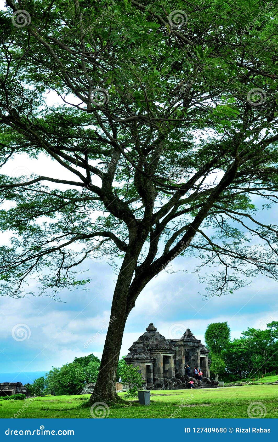 Shady Trees in the Middle of the Park Editorial Image - Image of ...