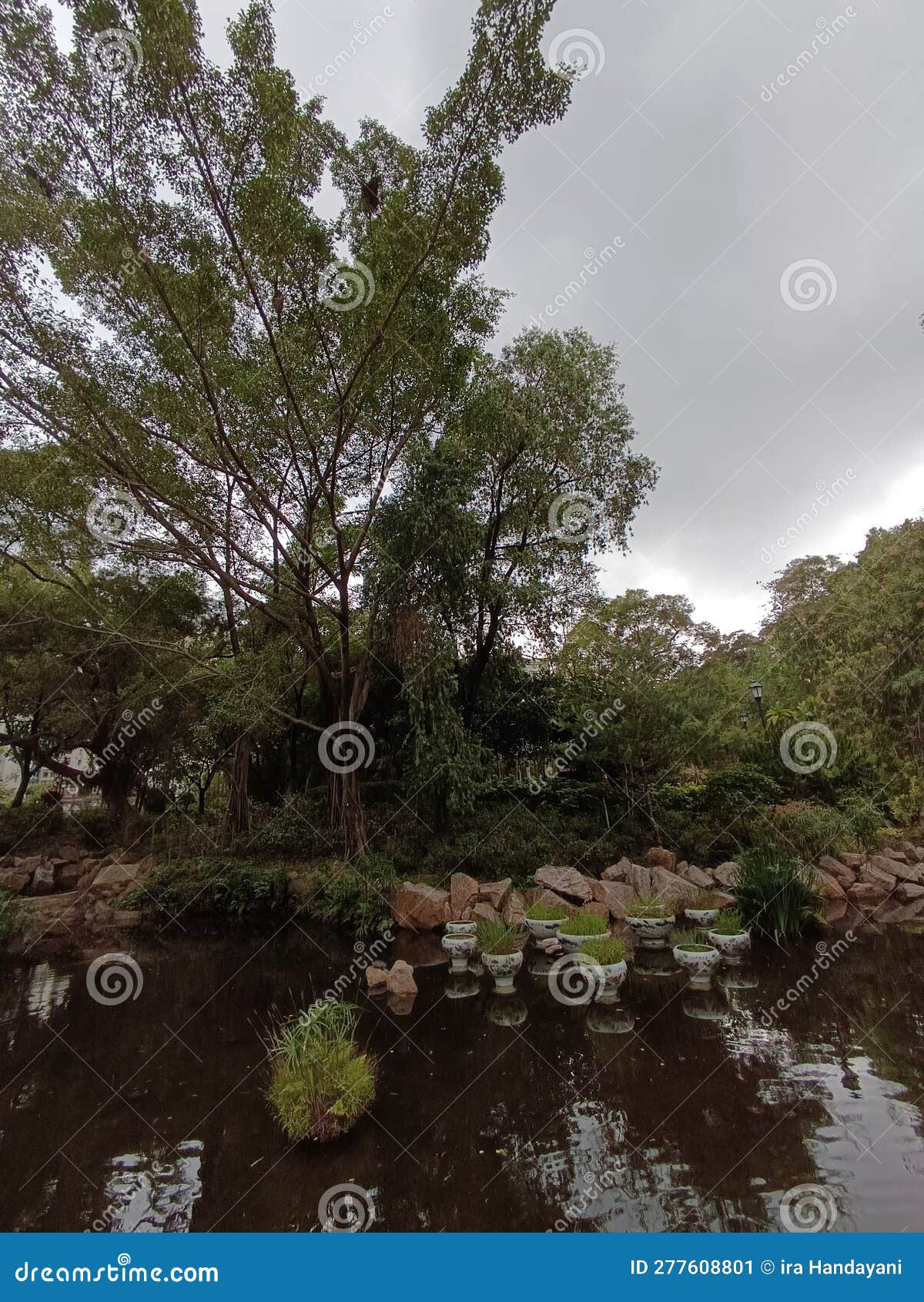Shady Trees and Plant in the Park with Lake Stock Image - Image of ...