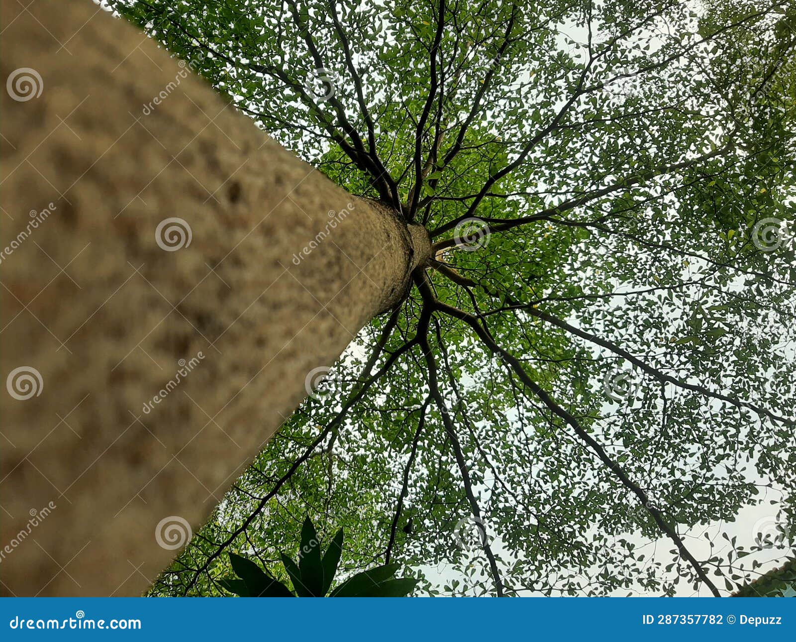 Shady Trees for Shelter from the Hot Sun Stock Photo - Image of trees ...
