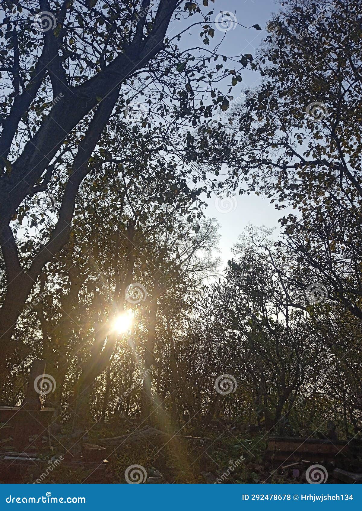 Shady trees with sunlight stock photo. Image of shady - 292478678