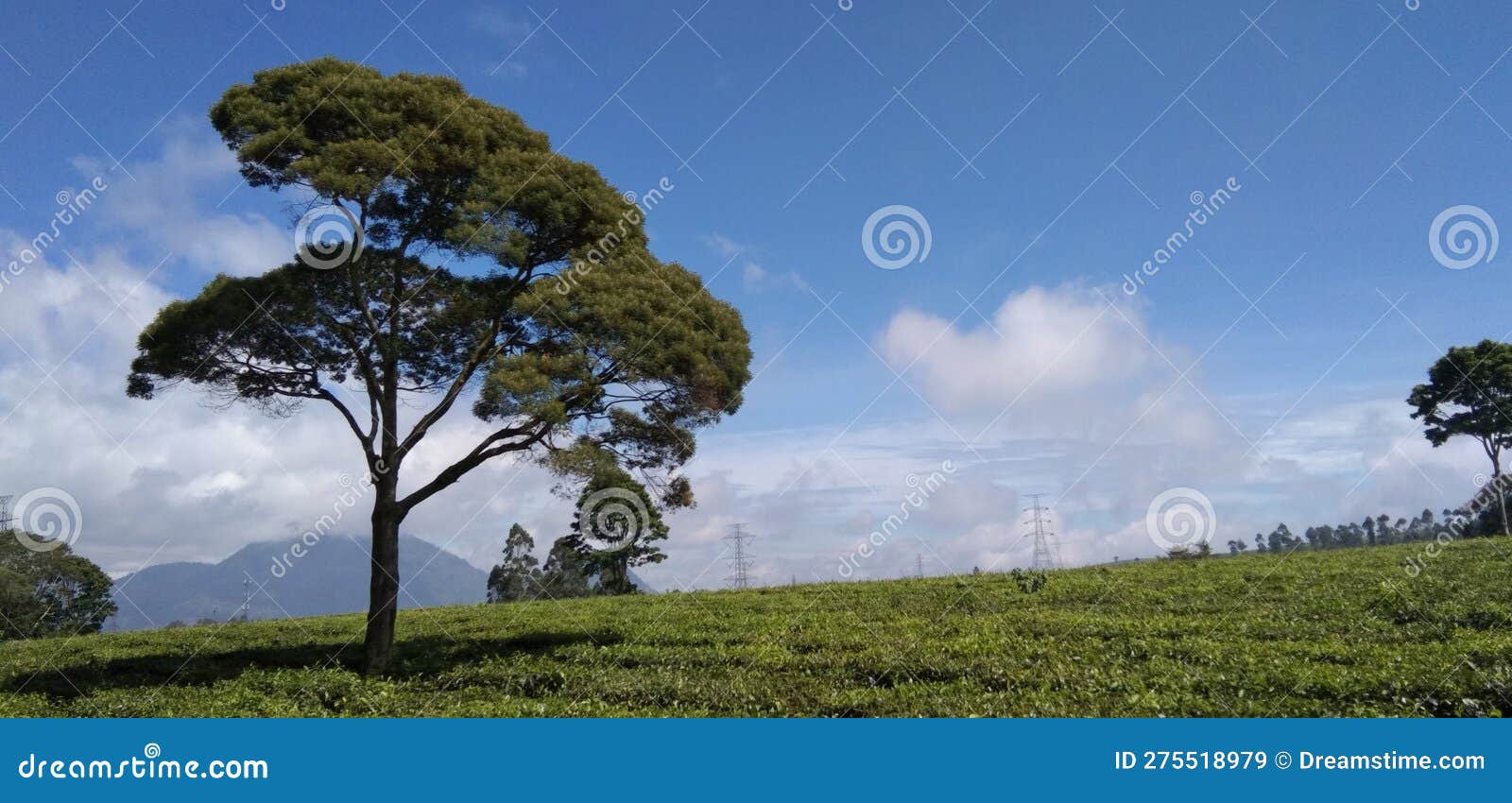 Shady Trees in Tea Plantations Stock Image - Image of plain, pasture ...