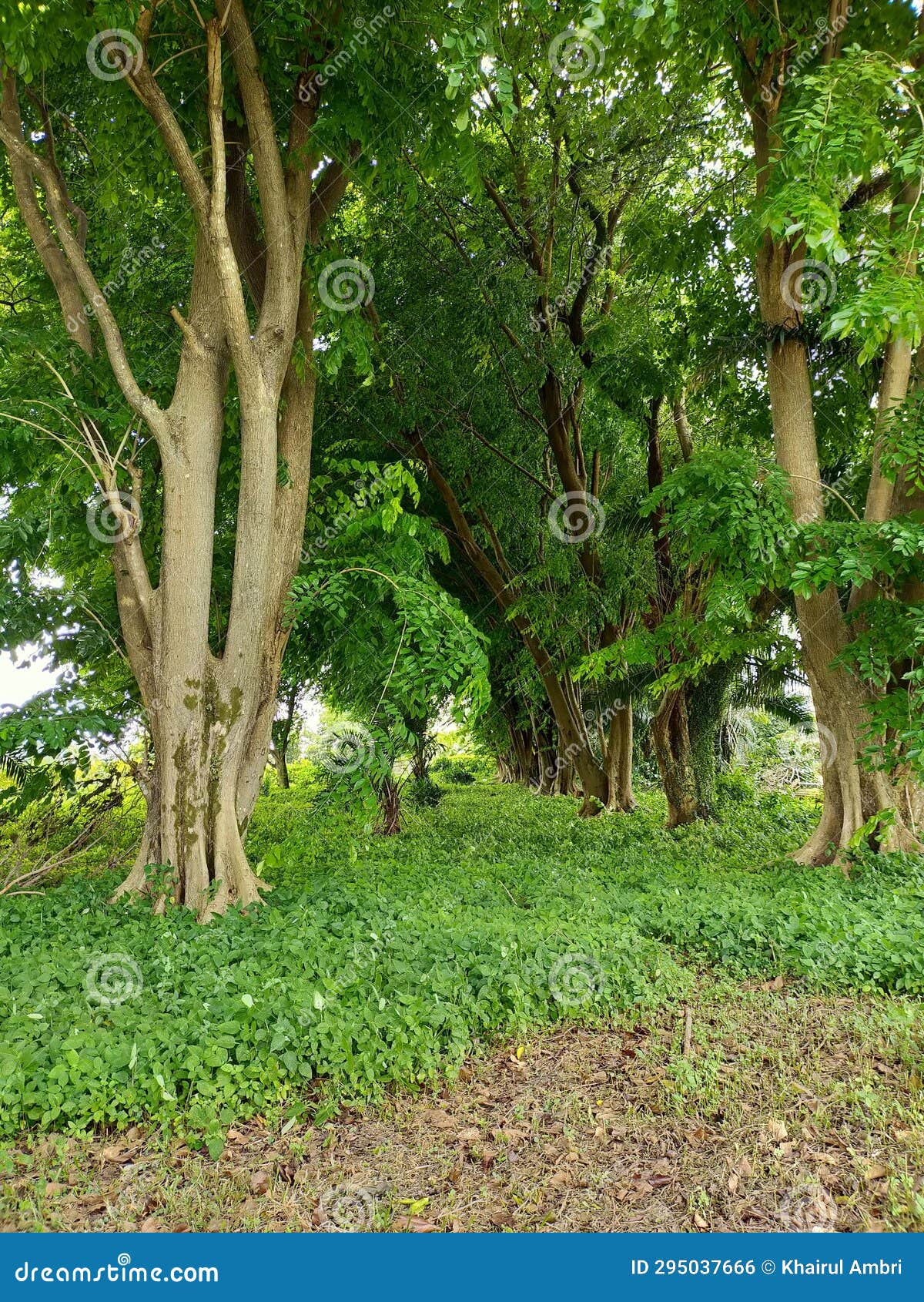 Shady Trees in Tropical Rainforest Stock Photo - Image of rain ...