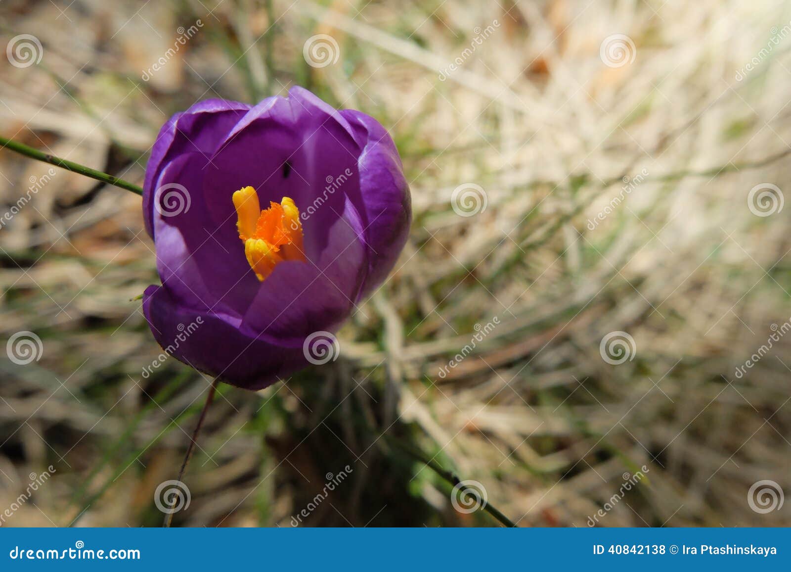 Shafran fotografia stock. Immagine di ucraina, foresta - 40842138