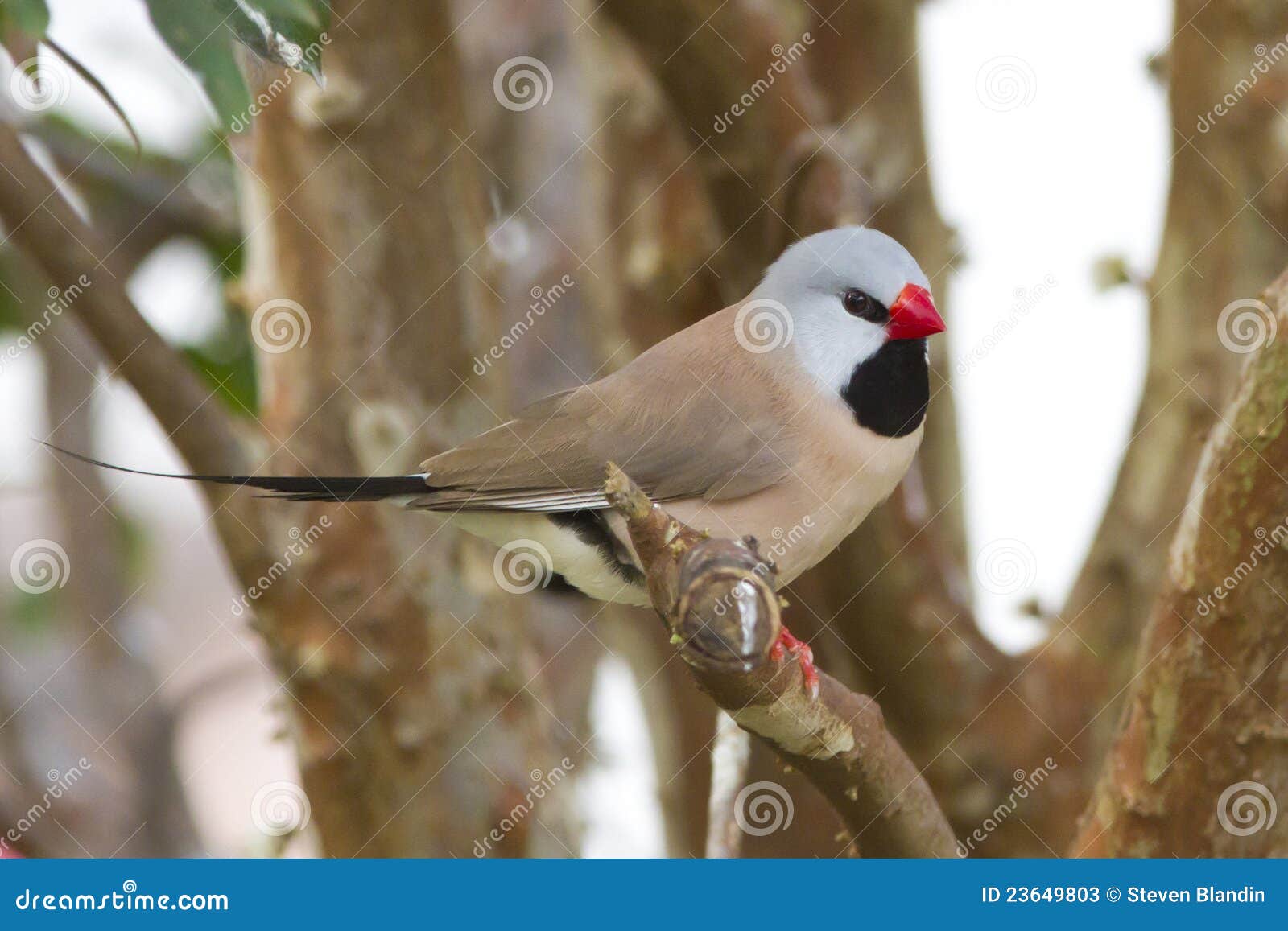 Shaft Tail Finch stock image. Image of animal, long, shaft - 23649803