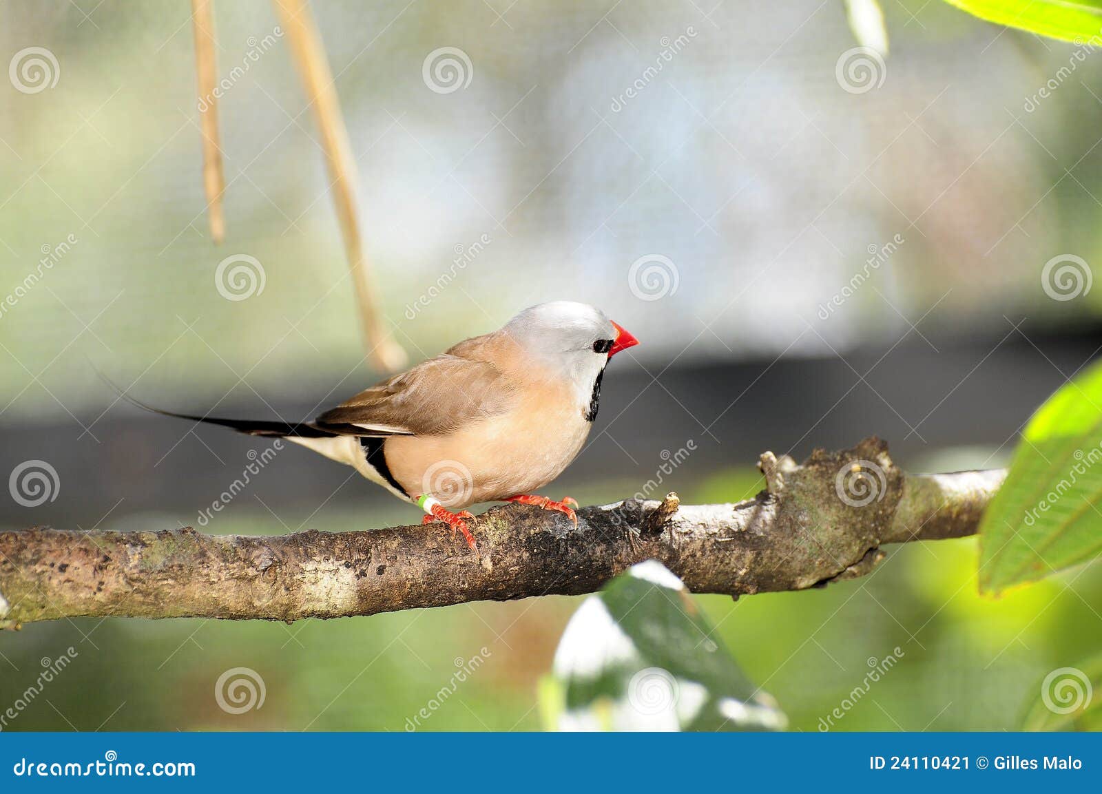 Shaft-tail Finch Bird stock image. Image of outdoor, parks - 24110421