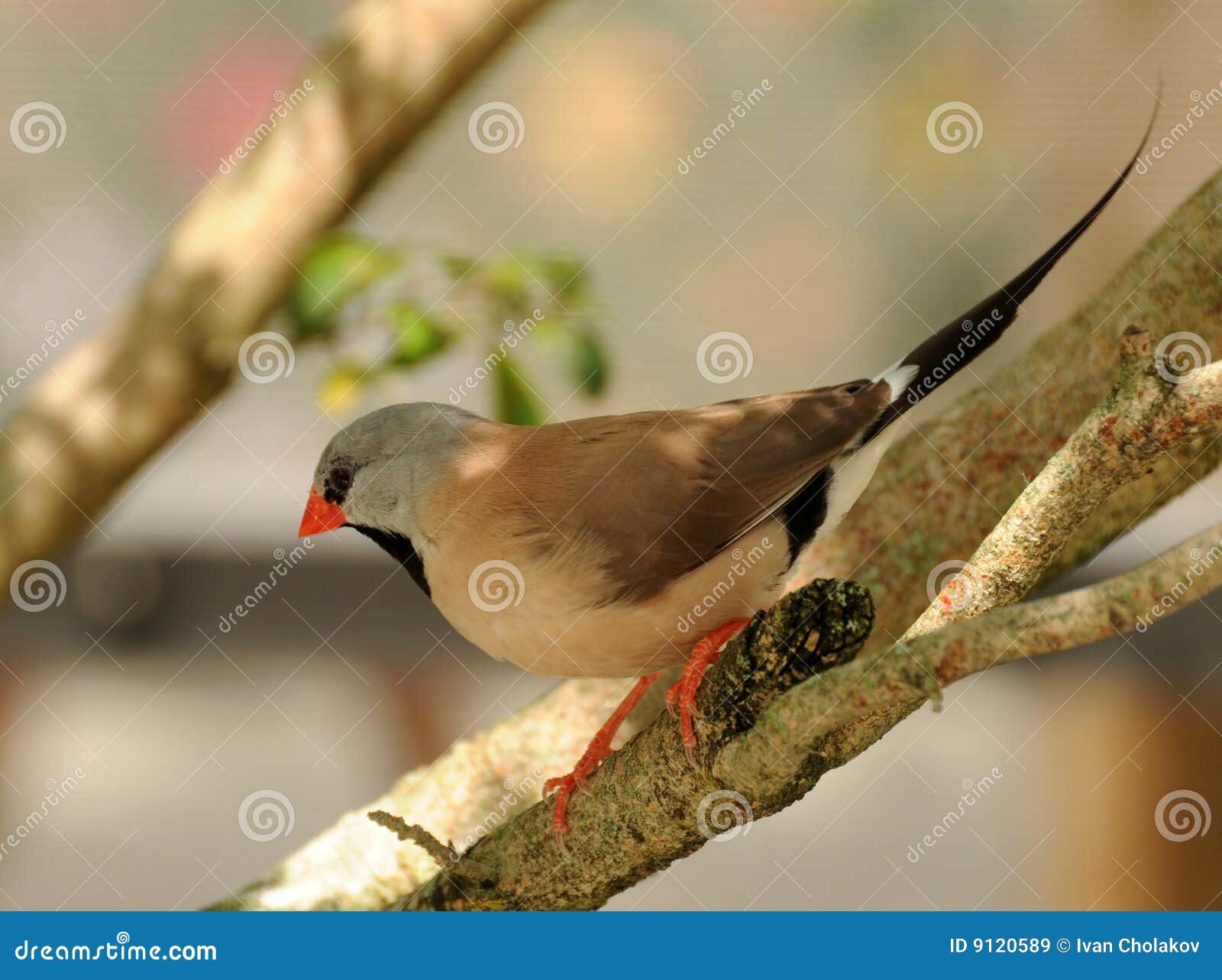 Shafttail finch stock image. Image of tail, long, colorful - 9120589
