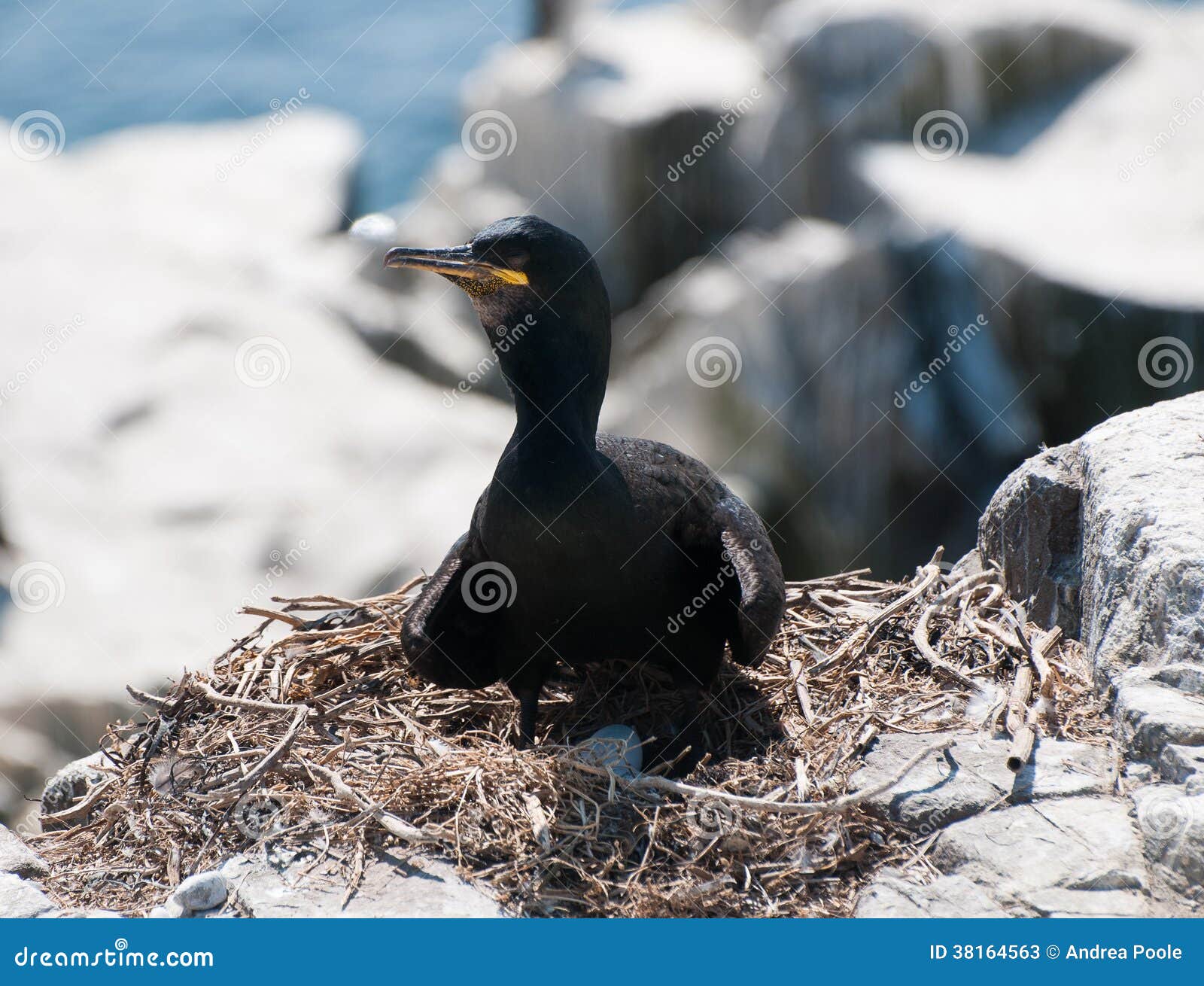 Shag Bird nesting stock image. Image of black, feather - 38164563