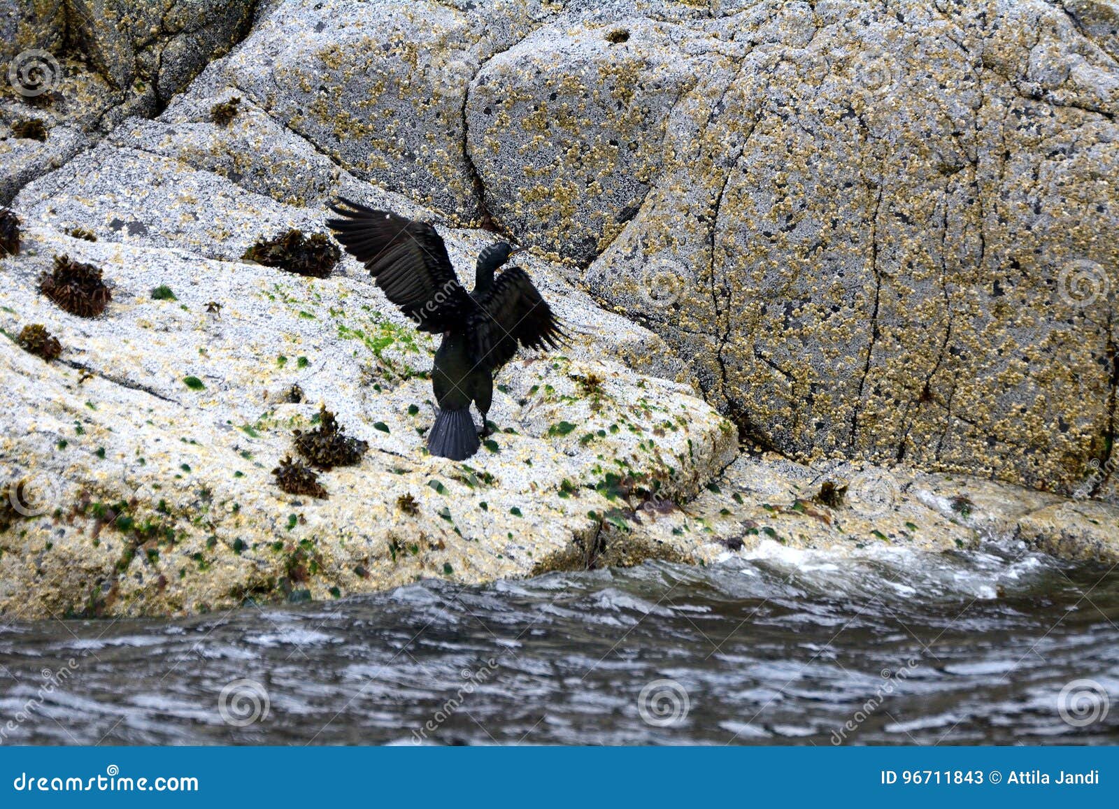 Shag, Craigleith Island, Scotland Stock Image - Image of migrate ...