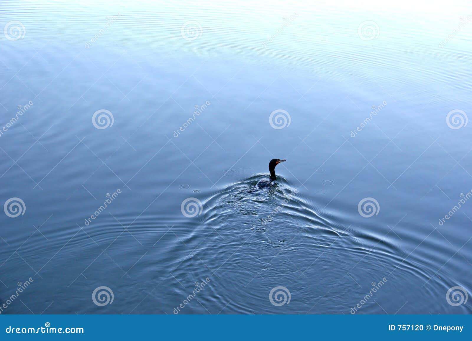 Shag Duck stock photo. Image of ocean, cove, birds, atlantic - 757120