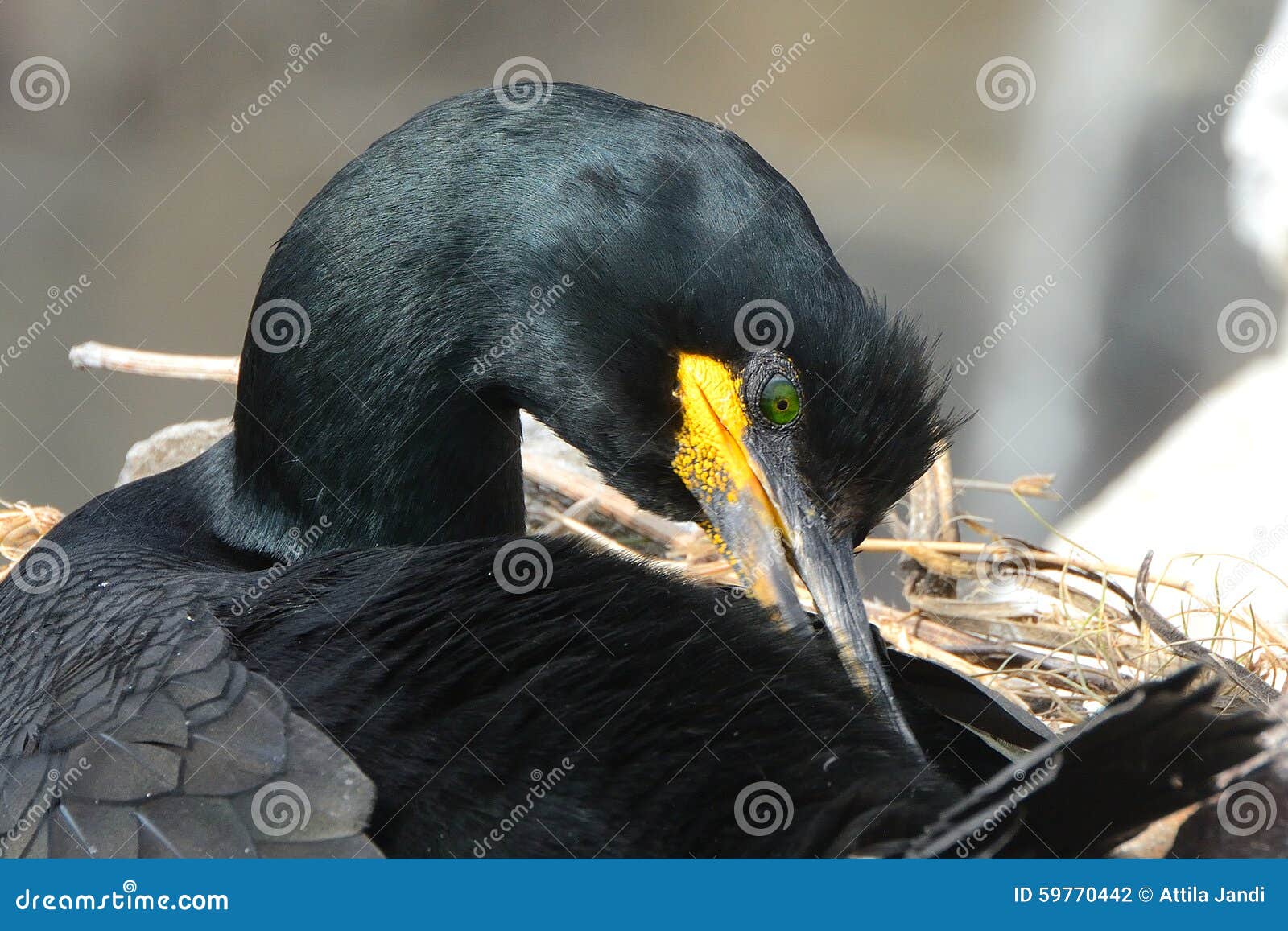 Shag, Farne Islands Nature Reserve, England Stock Photo - Image of duck ...