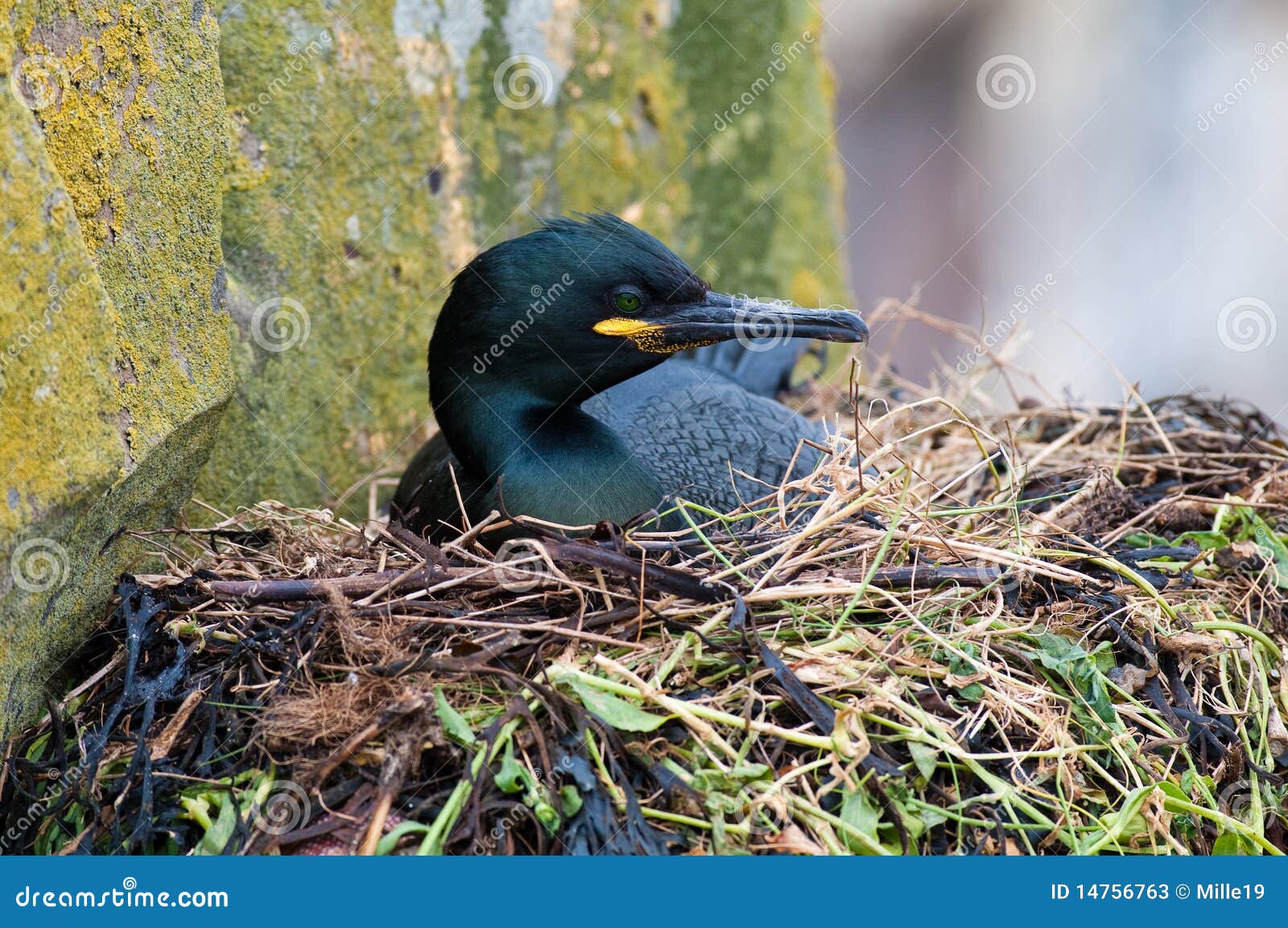 Shag on nest stock image. Image of nesting, nature, seabird - 14756763