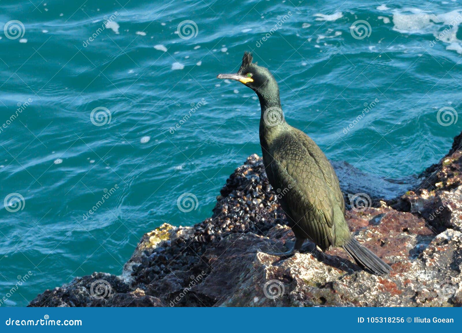 Shag on a rock stock photo. Image of wetland, cliff - 105318256