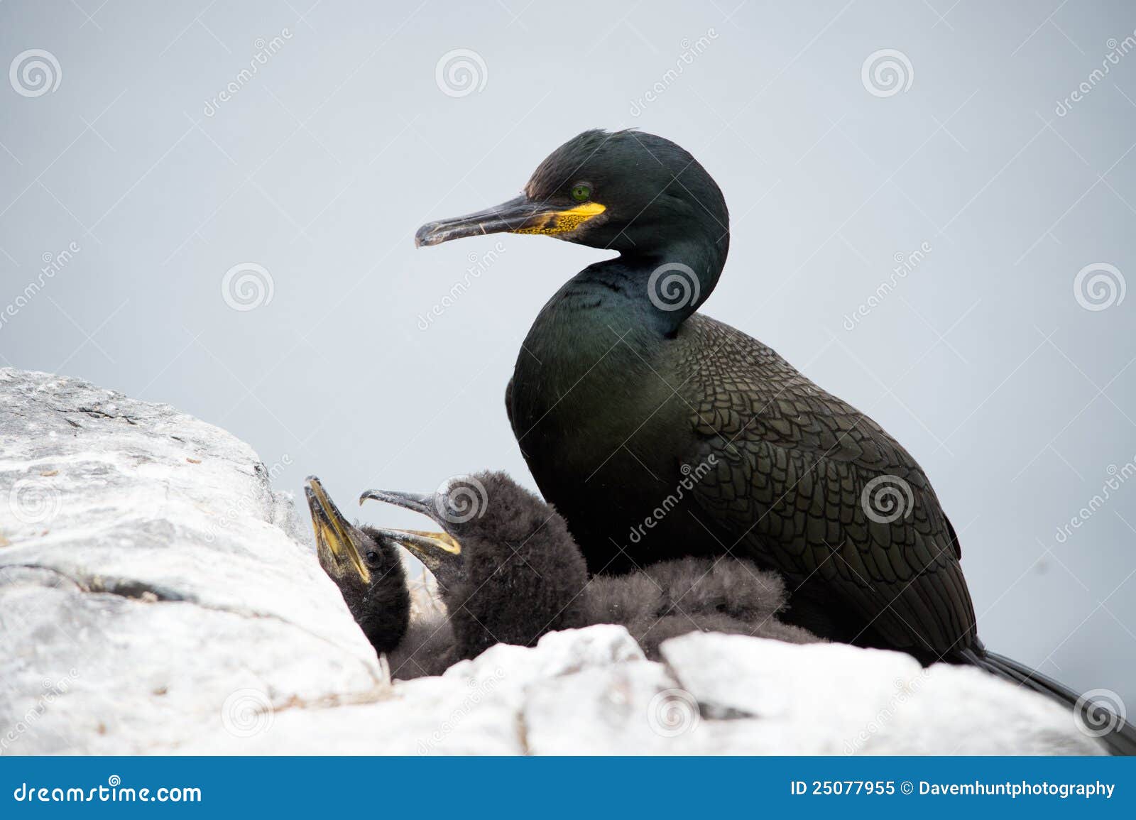 Shag Sea Bird stock image. Image of shag, feathers, perching - 25077955