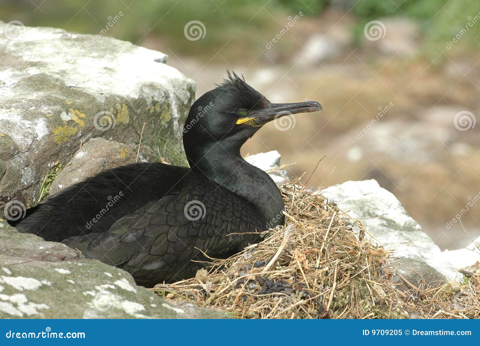 Shag sitting on nest stock image. Image of birds, nest - 9709205