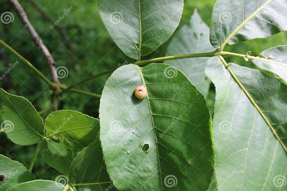 A Shagbark Hickory Leaf with an Insect Gall Stock Image - Image of shag ...