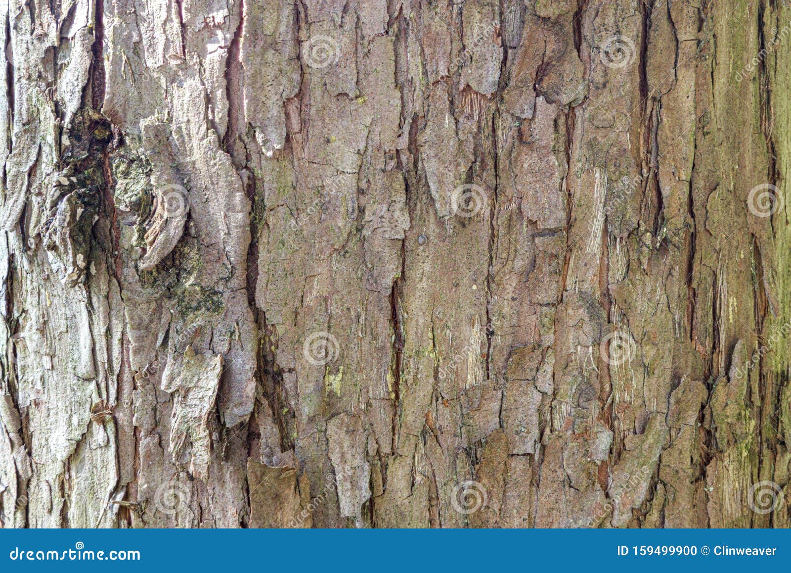 477 Shaggy Bark Photos - Free & Royalty-Free Stock Photos from Dreamstime