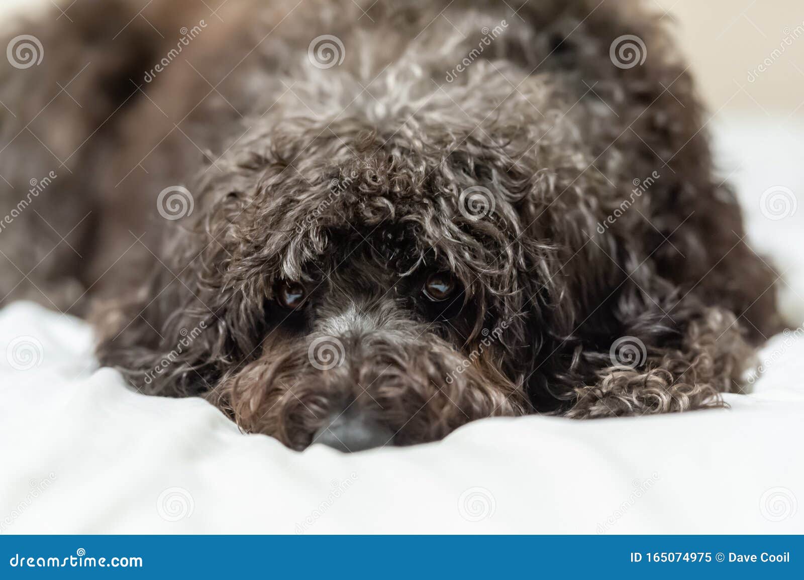 Shaggy Black Labradoodle Dog Lay Down and Looking Directly into the ...