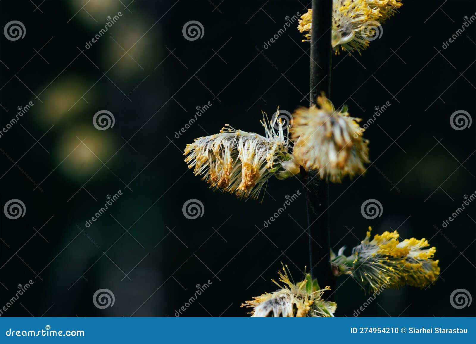 Shaggy Buds of a Young Tree in Spring Stock Photo - Image of growth ...