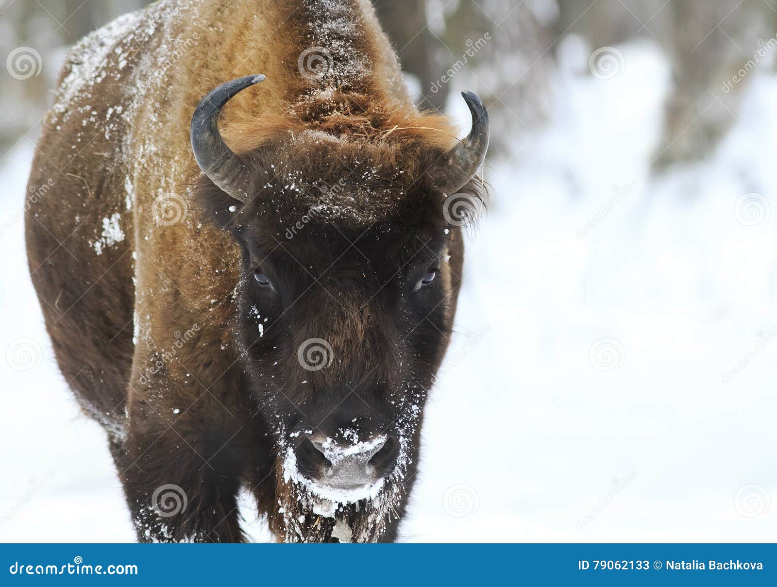 Shaggy Buffalo Pulling His Funny Face Stock Image - Image of shaggy ...