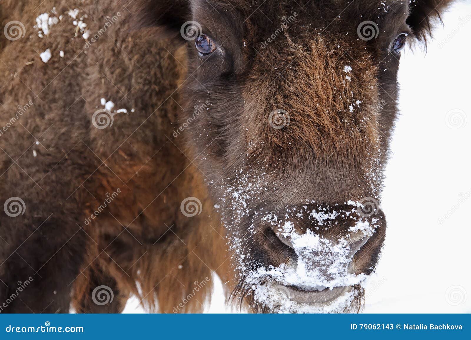 Shaggy Buffalo Pulling His Funny Face Stock Image - Image of ruminant ...