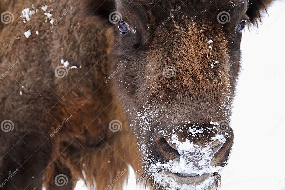 Shaggy Buffalo Pulling His Funny Face Stock Image - Image of ruminant ...