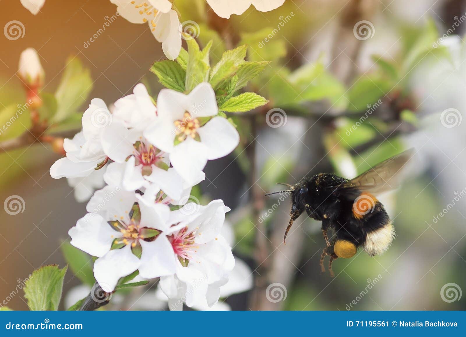Shaggy Bumblebee Circling and Flying Over a Blossoming Apple Tree Stock ...