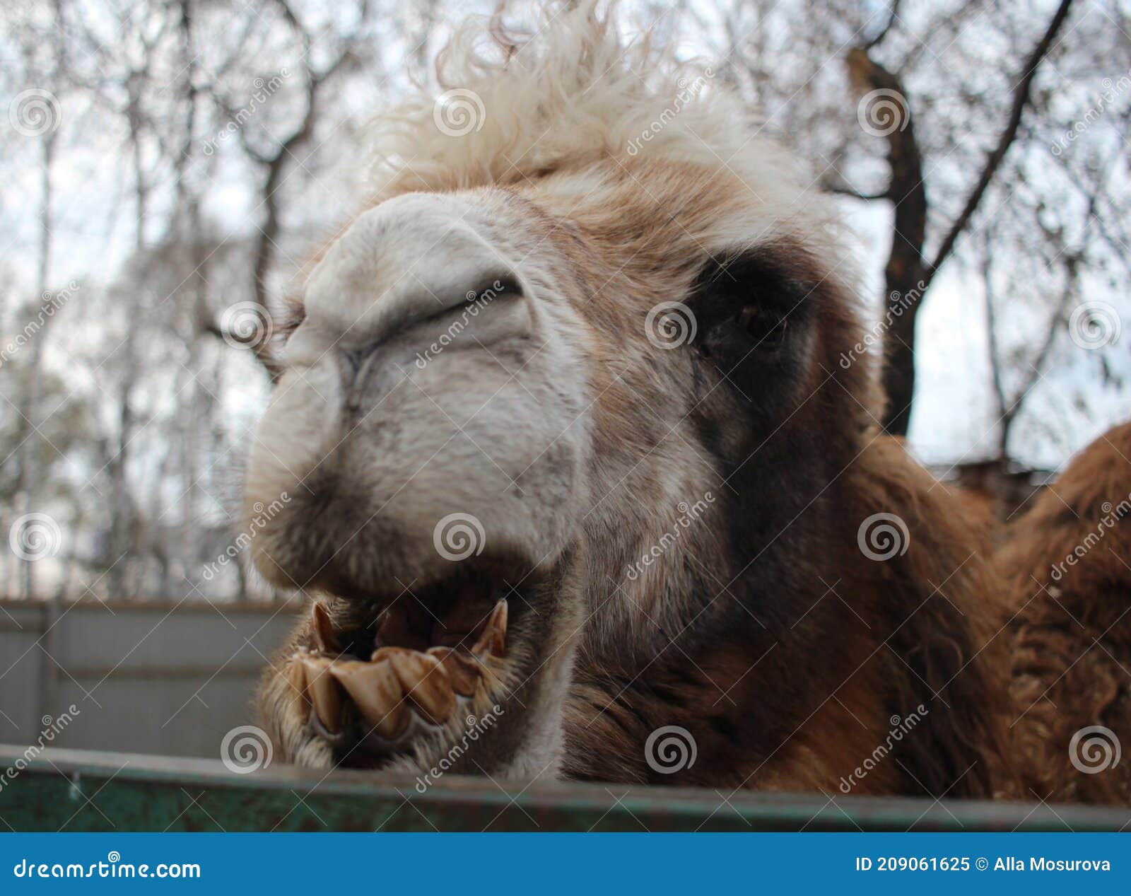 The Shaggy Camel is a Dangerous Animal Bared Its Teeth on Its Muzzle ...