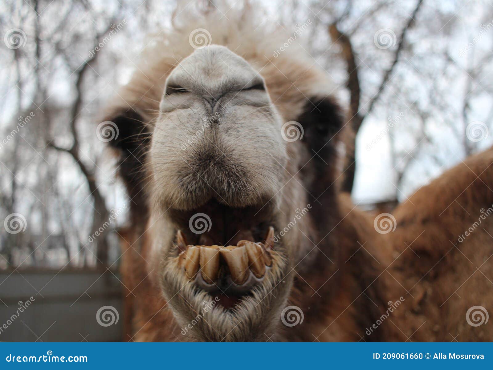 The Shaggy Camel is a Dangerous Animal Bared Its Teeth on Its Muzzle ...