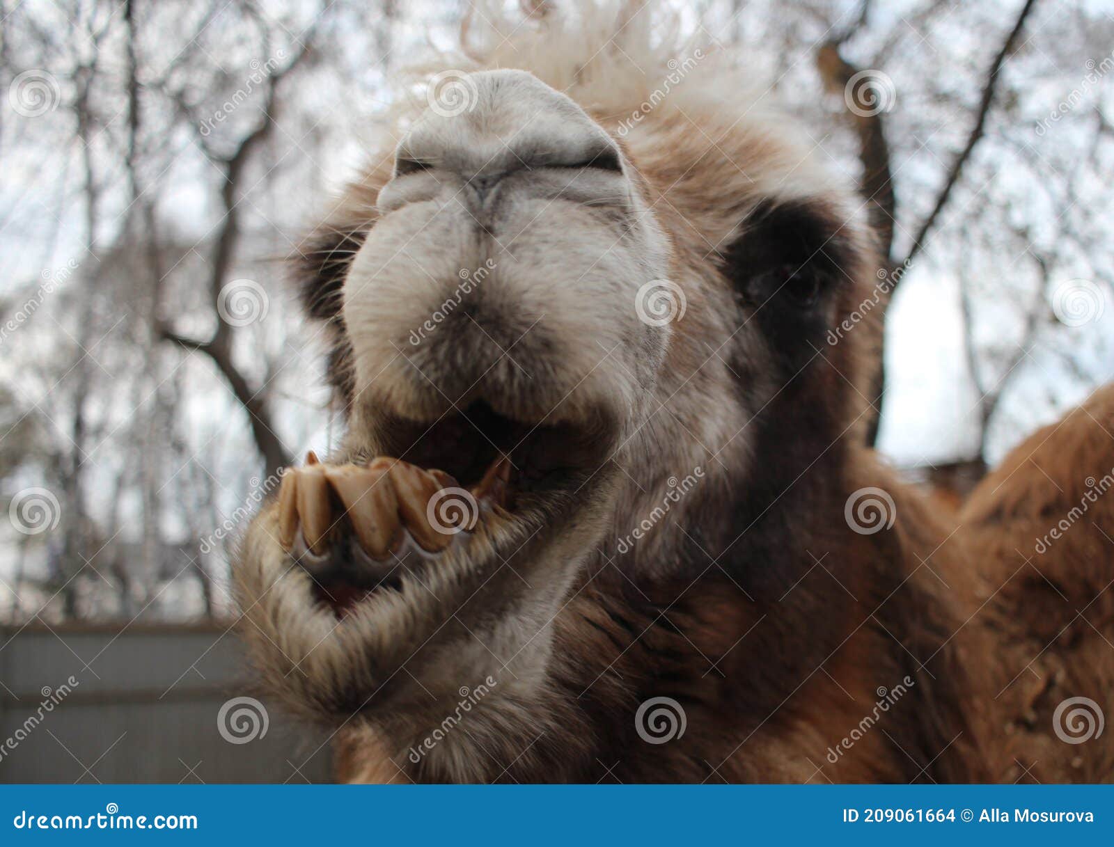 The Shaggy Camel is a Dangerous Animal Bared Its Teeth on Its Muzzle ...