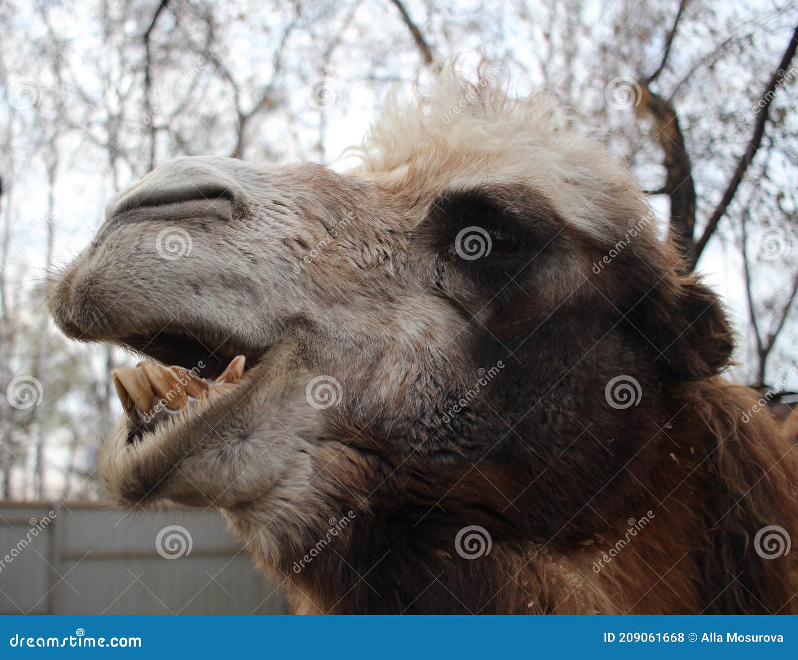 The Shaggy Camel is a Dangerous Animal Bared Its Teeth on Its Muzzle ...