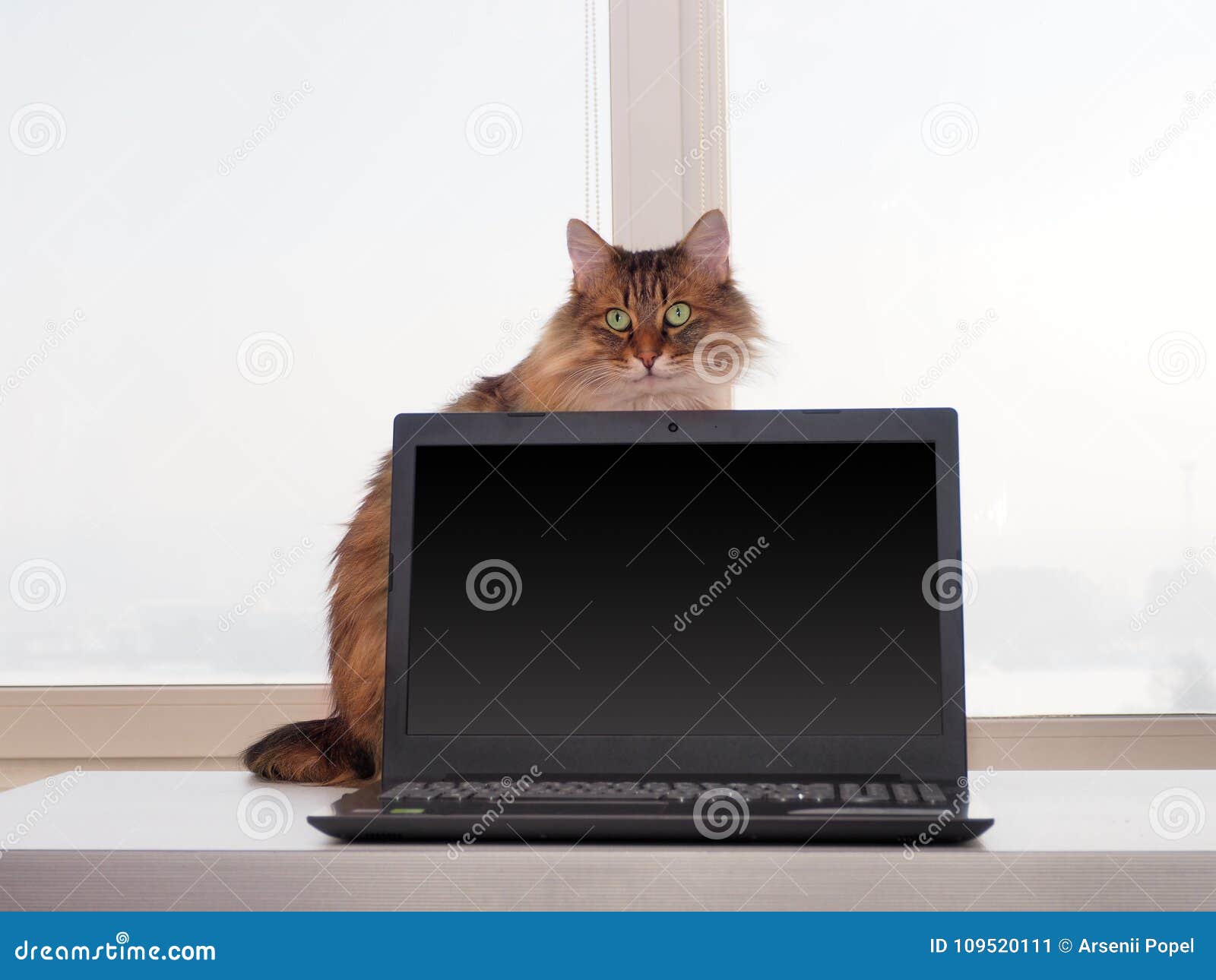 Shaggy Cat with Laptop. Concept of Computer Consultation Stock Image ...