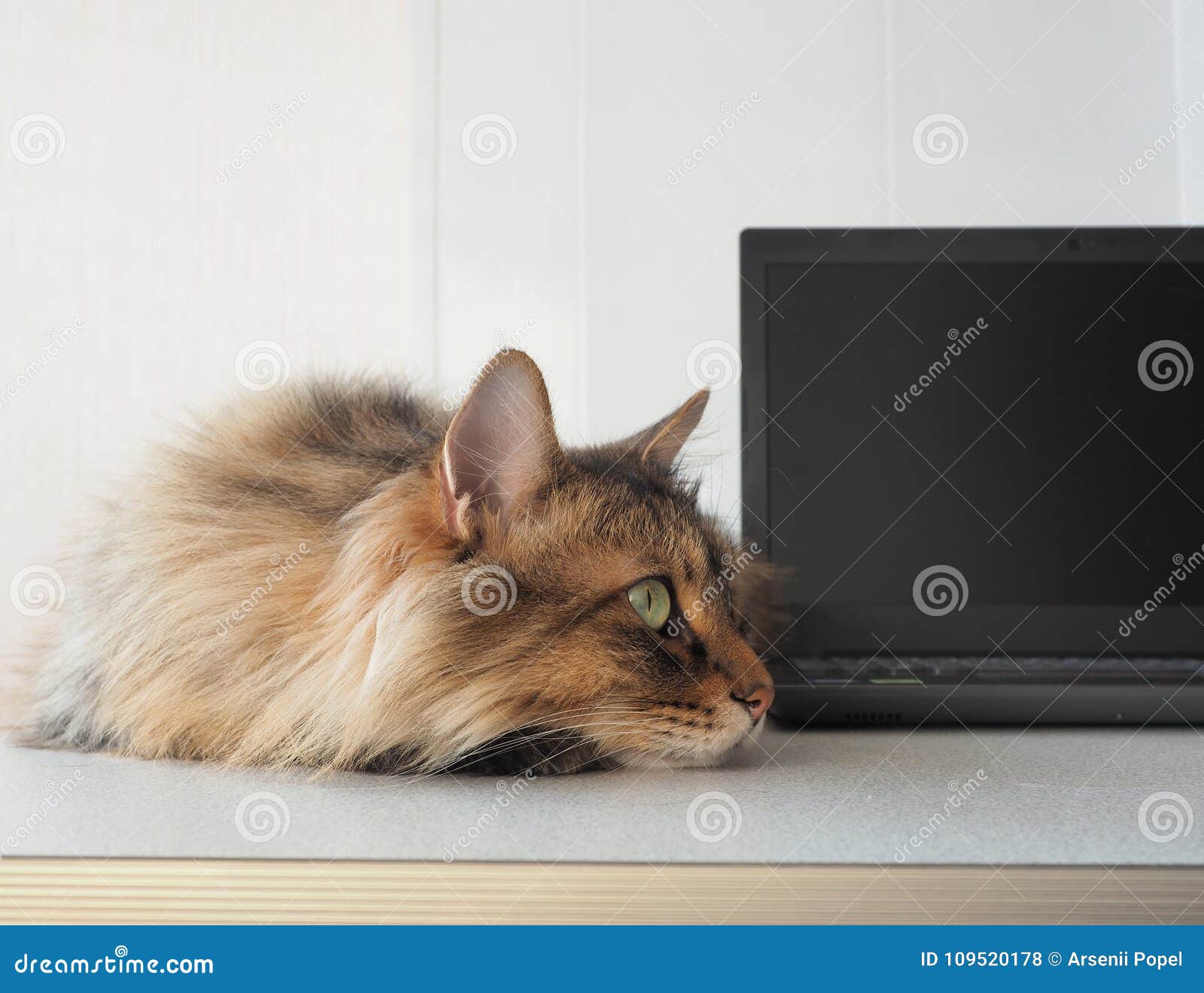 Shaggy Cat with Laptop. Concept of Computer Consultation Stock Photo ...