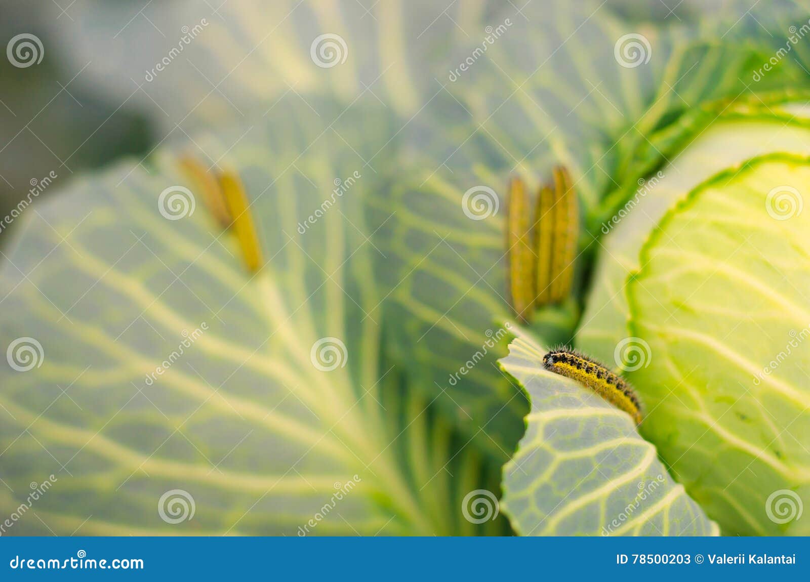 Shaggy Caterpillars of the Cabbage Butterfly on Cabbage Leaf. Stock ...