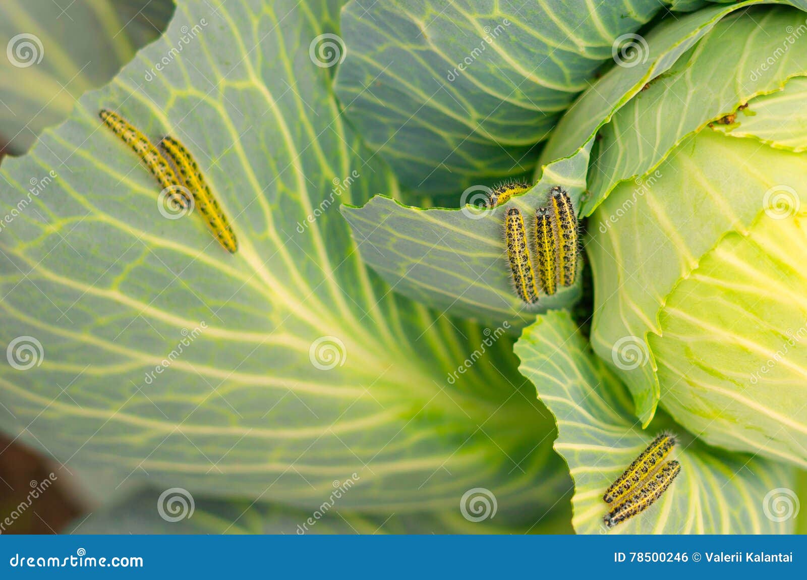 Shaggy Caterpillars Of The Cabbage Butterfly On Cabbage Leaf. Stock ...